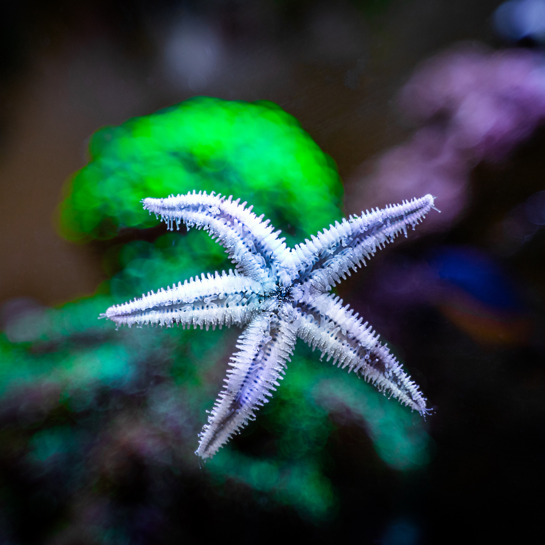 Archaster typicus - Sea Star Fish - Sand-sifting star | Bintang laut ...