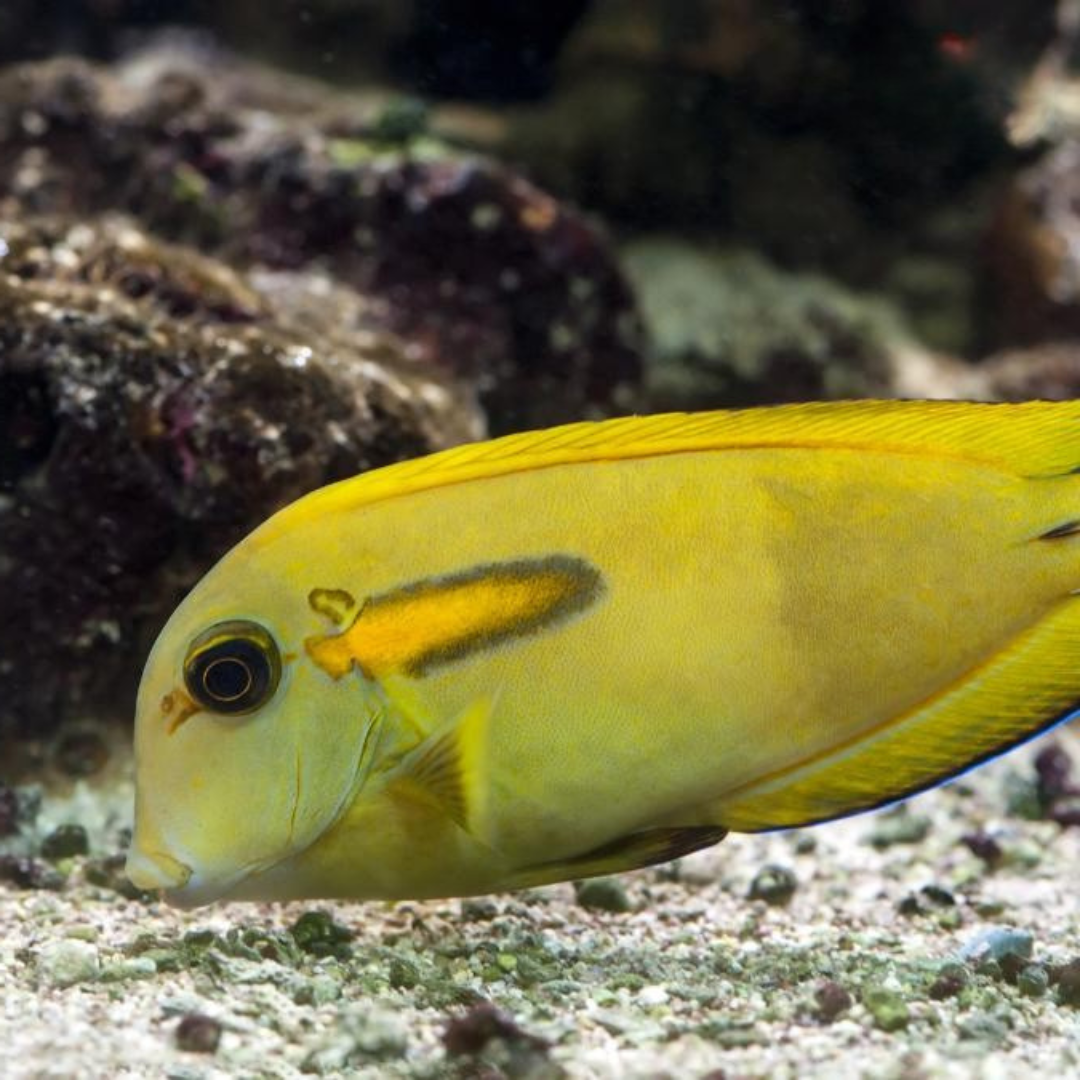 Acanthurus olivaceus - Seawater fish - Orangespot surgeonfish | Ikan ...